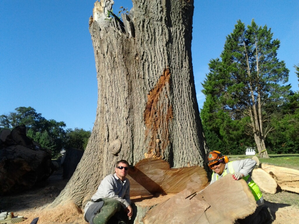 Tyson's Tree Service